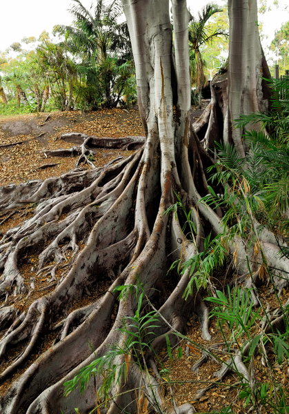 OLIVE Tree Roots | Free stock photos - Rgbstock -Free stock images ...
