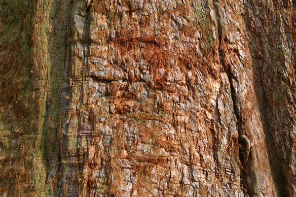 Red bark: Bark of a redwood (Sequoia) tree.