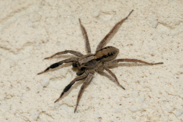 Jumping spider 3 | Free stock photos - Rgbstock -Free stock images ...