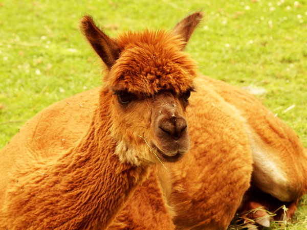 Free stock photos - Rgbstock - Free stock images | Llama | tieneke456 ...