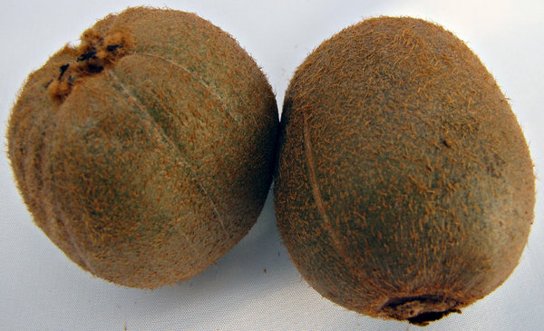 Free stock photos - Rgbstock -Free stock images | kiwi fruit | TACLUDA ...