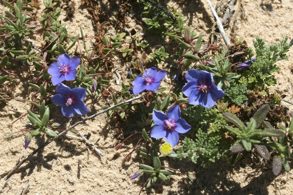 Free stock photos - Rgbstock -Free stock images | Sand dune flowers ...