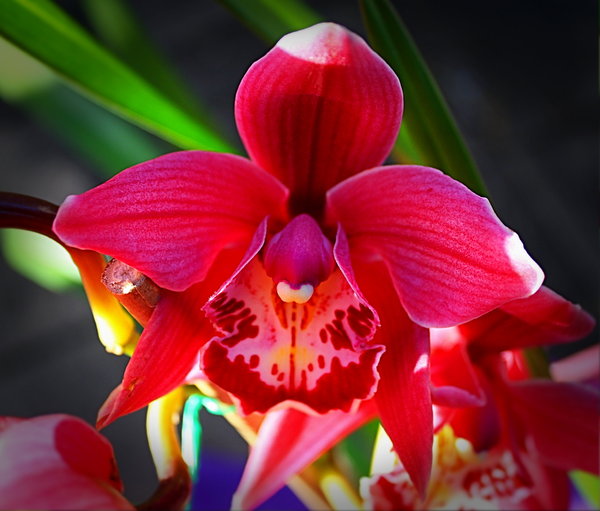 Gratis stock foto's - Rgbstock - gratis afbeeldingen | Rode Orchidee ...