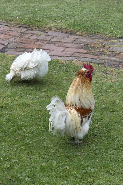 Free stock photos - Rgbstock -Free stock images | Fancy chicken ...