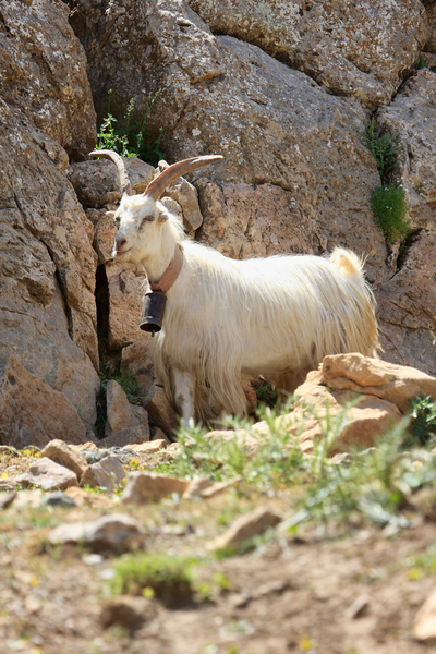 Goat | Free stock photos - Rgbstock -Free stock images | nemati | July ...