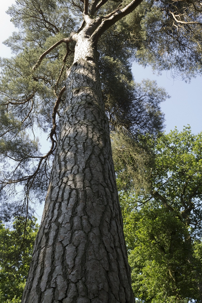Pine Tree Trunk