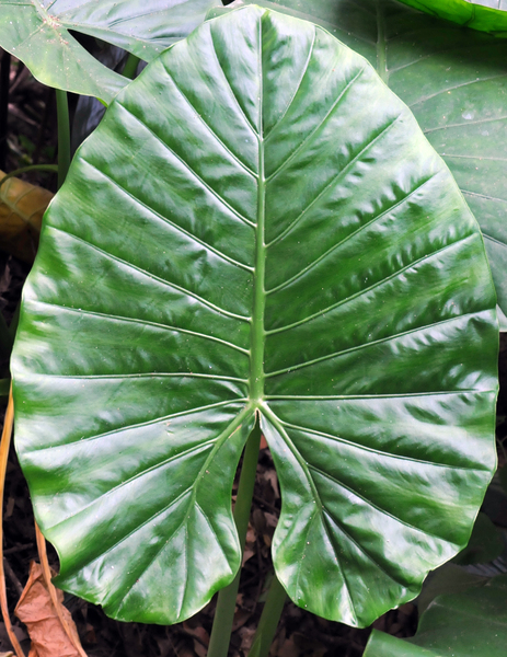 Free stock photos - Rgbstock - Free stock images | huge green leaf ...