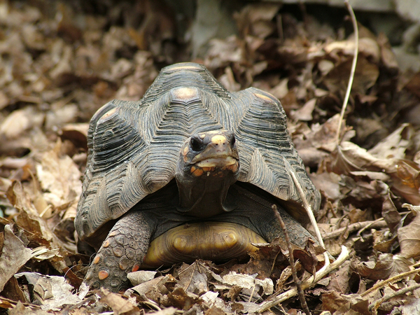 Free stock photos - Rgbstock -Free stock images | Grumpy turtle ...