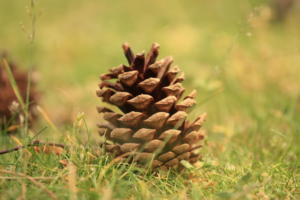 Gratis stock foto's - Rgbstock - gratis afbeeldingen | pijnappel ...