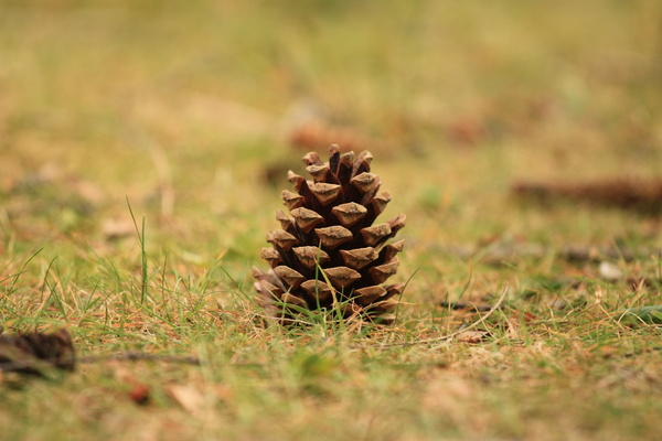 pijnappel | Gratis stock foto's - Rgbstock - gratis afbeeldingen ...