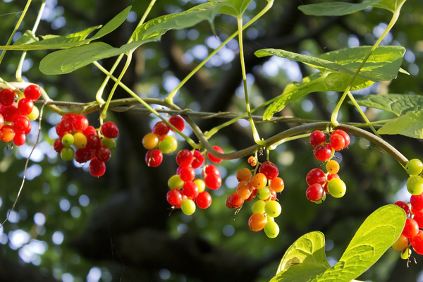 wild blackberries poisonous