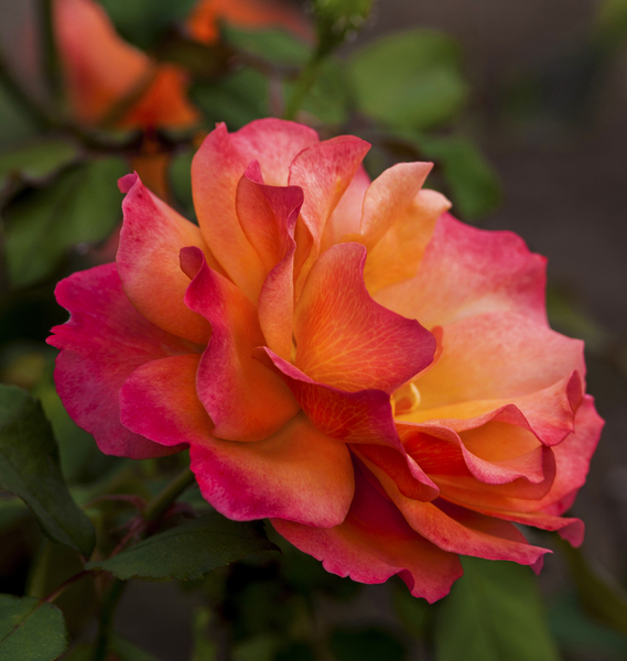 Free stock photos - Rgbstock -Free stock images | ROSE "Tropical Sunset ...