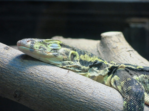 Free stock photos - Rgbstock -Free stock images | sleeping lizard ...