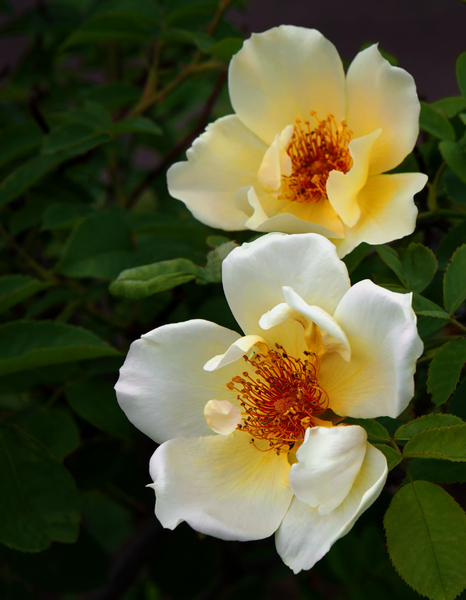 Free stock photos - Rgbstock -Free stock images | ROSE "Single-Petals ...
